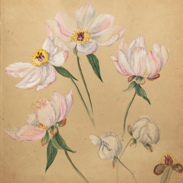 Emily Cole: Ceramics, Flora, & Contemporary Responses at Thomas Cole ...