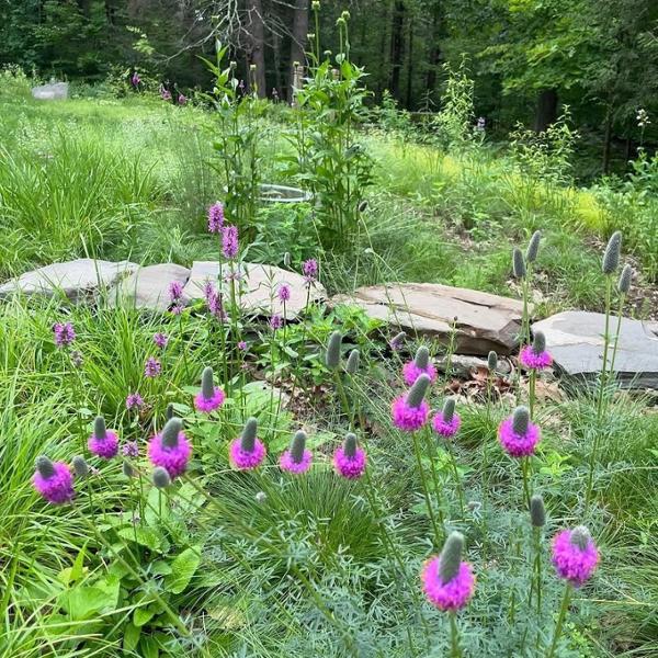 Choosing the Right Native Plants | Maurice D. Hinchey Hudson River ...