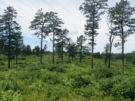 Albany Pine Bush Preserve | Environmental Educational Center | Maurice ...