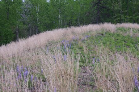 Albany Pine Bush Preserve | Environmental Educational Center | Maurice ...
