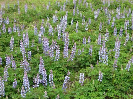 Albany Pine Bush Preserve | Environmental Educational Center | Maurice ...